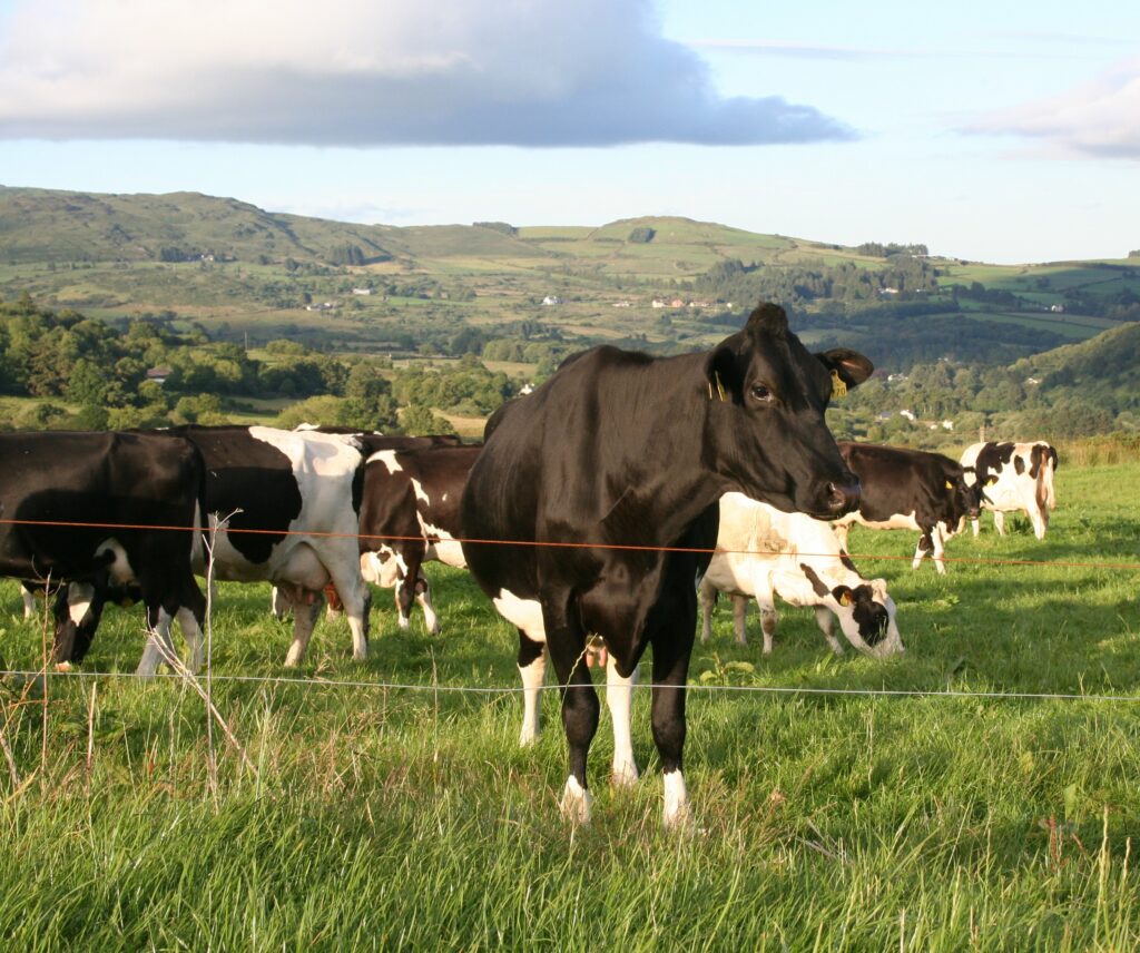 Cork Says Cheese! - Clara Cooks